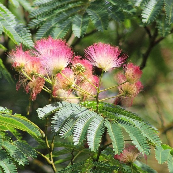 Ernest Wilson Mimosa Tree (Albizia julibrissin 'E.H. Wilson') | Water ...