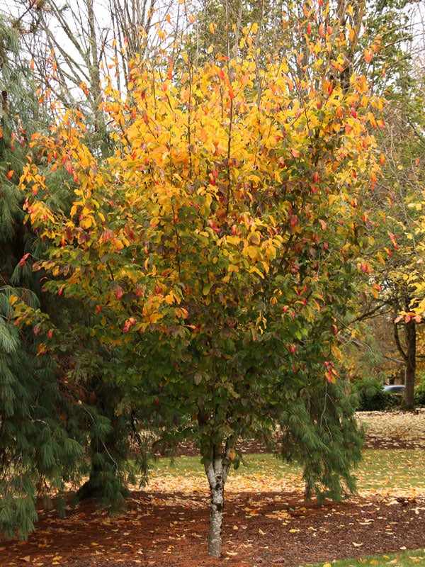 Parrotia Persica Vanessa Persian Ironwood